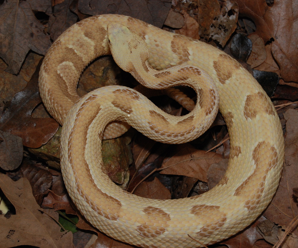 I feel like seeing something new... Why not post links/pics of obscure ...