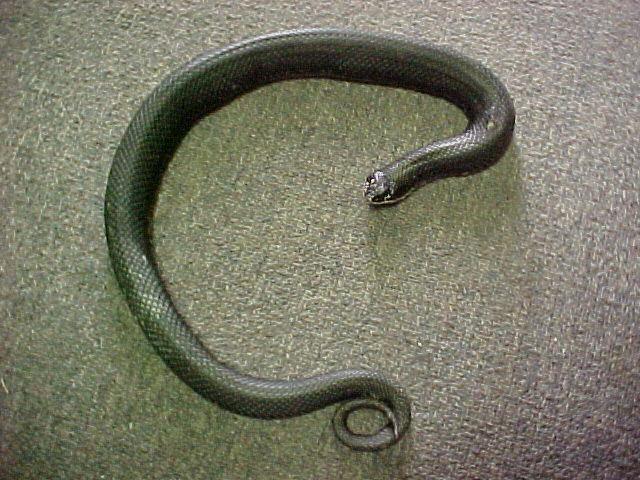 Melanistic Eastern Hognose I found (Heterodon platirhinos) : r/herpetology