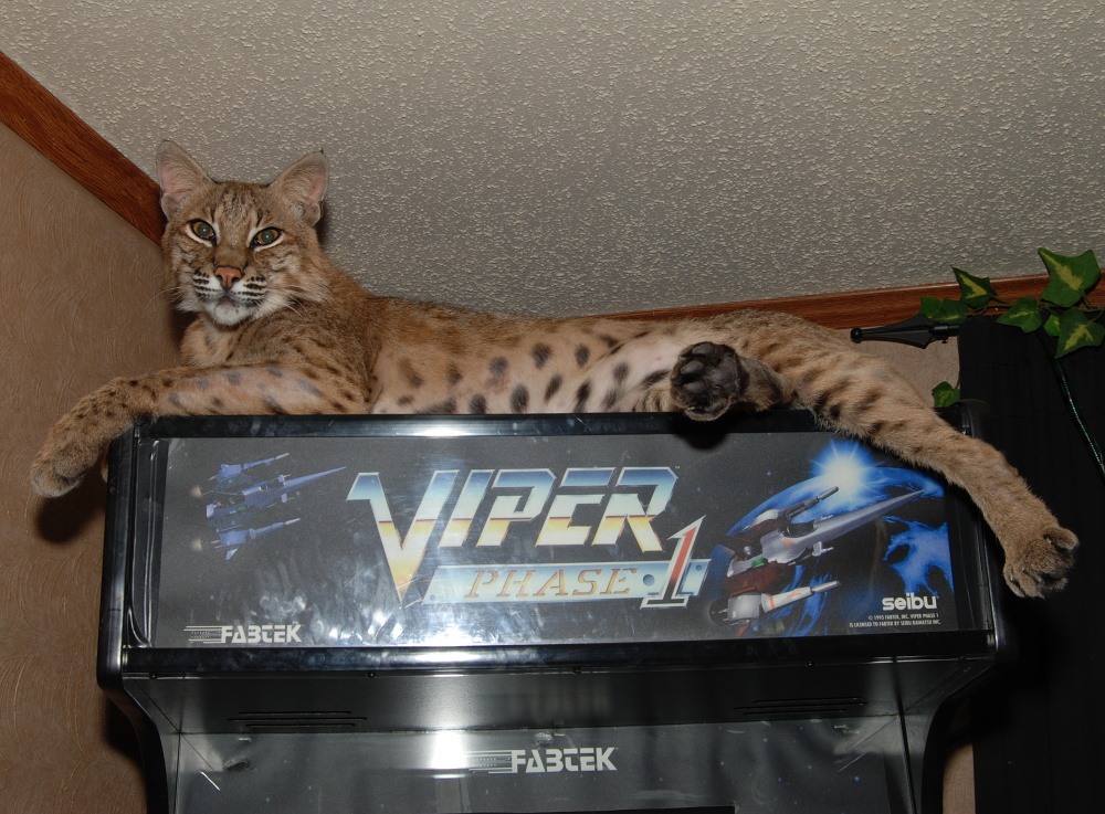 Catcade (cat pics) | Museum of the Game Forums