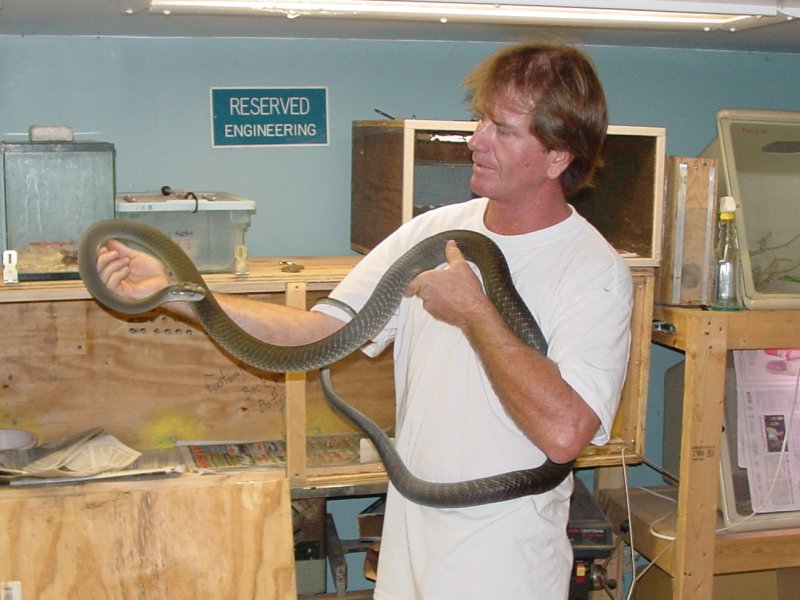 Black Mamba Bite Wound