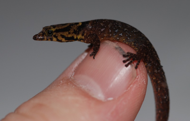 Biologist discovers world’s smallest snake, lizard, and frog! : r/science