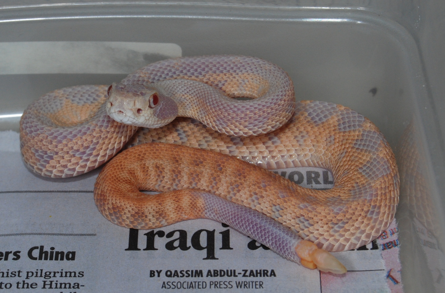 68 best r/herps images on Pholder | Dumpy frog green spots