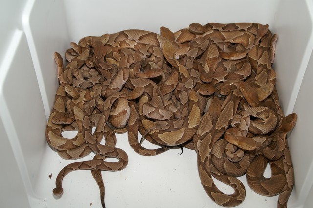 Copperhead Den